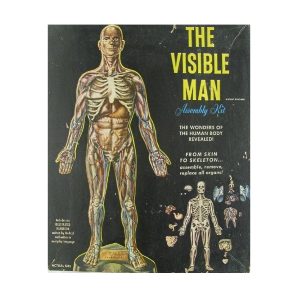 RBM Model Kit 1:5 Visible Man Fair/EX | eBay