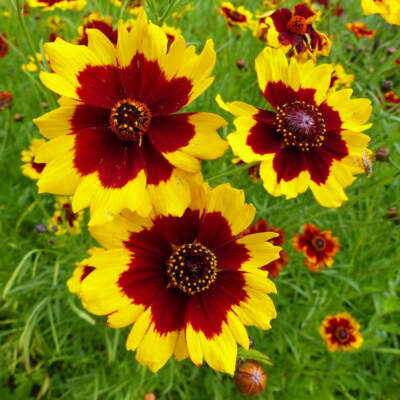 Plains Coreopsis Seeds | Non-GMO | Free Shipping | Seed Store | 1271 | eBay