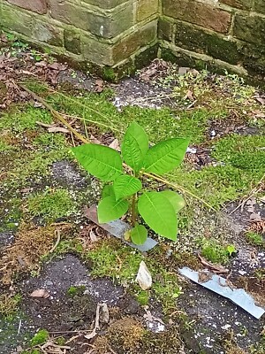 Live Polk Root 7 In Plant | eBay