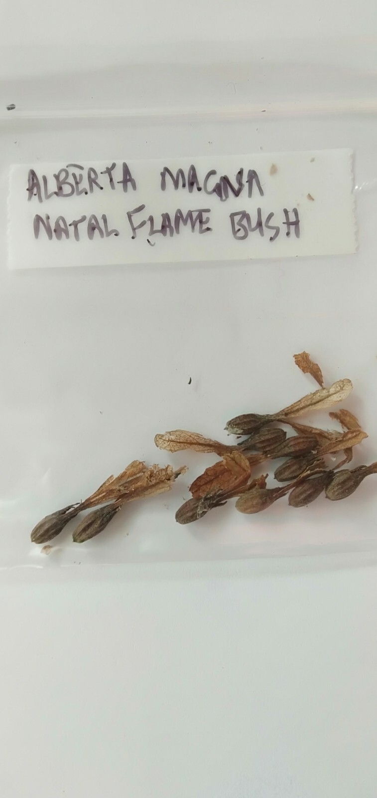 *RARE* ALBERTA MAGNA, NATAL FLAME BUSH 10 FRESH SEEDS. | eBay