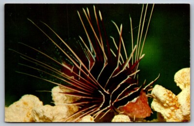 Chrome Postcard Animals Poison Spine Turkey Fish | eBay