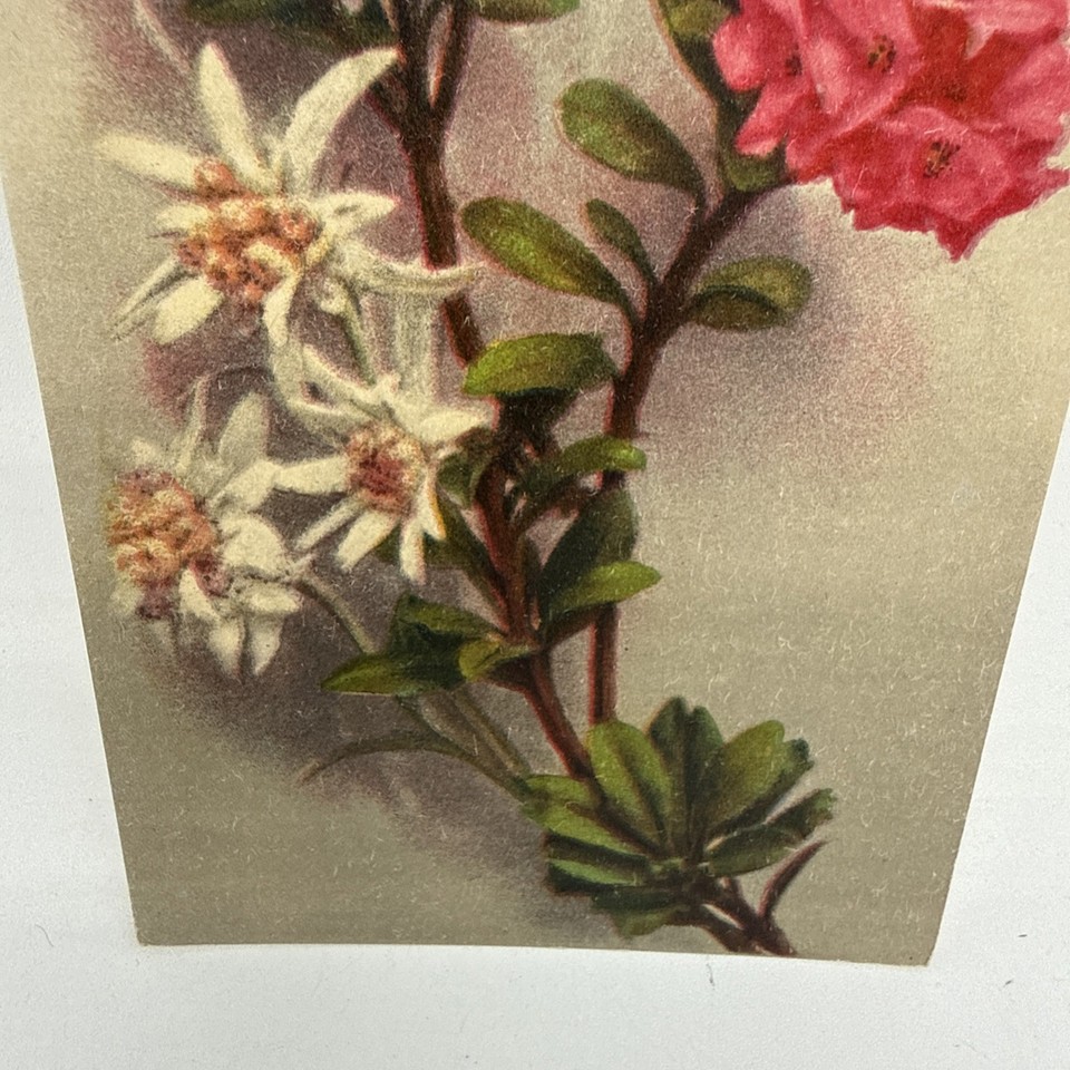 Vintage Paul Bender Zollikon Zurich Beautiful Flowers No 50 Postcard ...