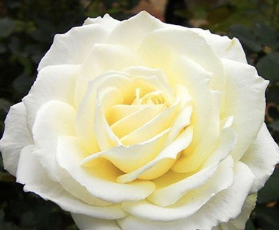 20 CLASSIC STYLE ROSE SEEDS home garden flower plant bush diy Rosas ...