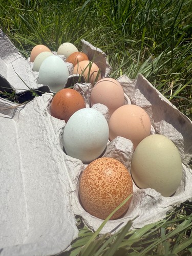 12+ Rainbow Chicken Hatching Egg Mix, Turken, Maran, Easter Egger, Cochin | eBay