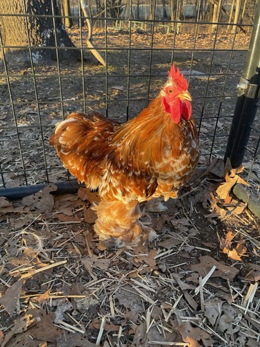 6 Bantam Blue Mottled Grey Splash Frizzle Calico Cochin fertile ...