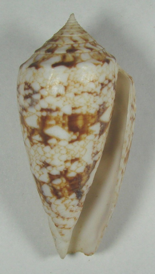 CONUS VICTORIAE 51.53mm BEAUTIFUL SPECIMEN Port Hedland, Western ...