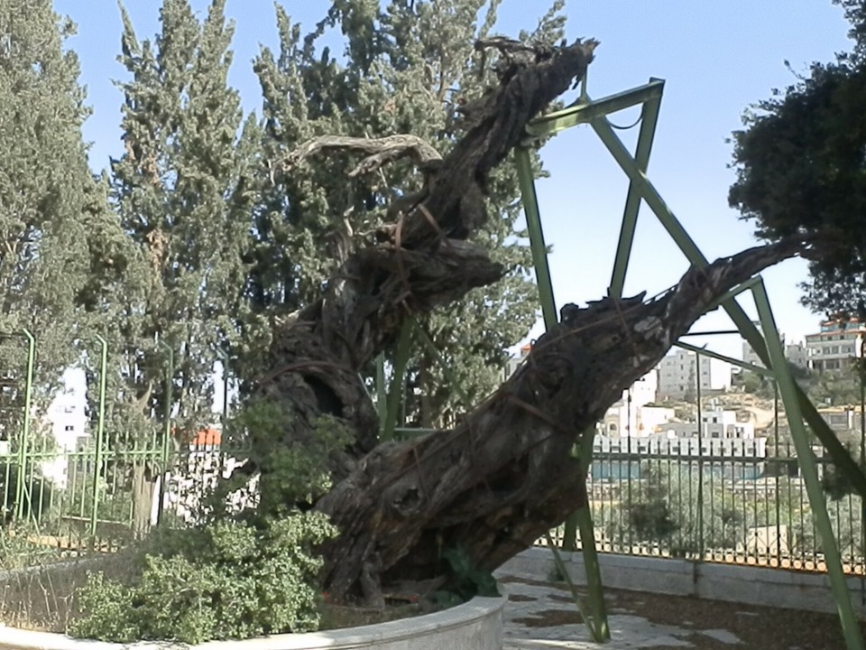 Abraham's Oak Bark Relic Tree of Mamre Acorns Hebron Ancient Holy Site ...
