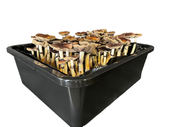 Premium 5-Grain Mushroom Quick Colonizing 32oz 5-Grain Spawn Jars (3 ...