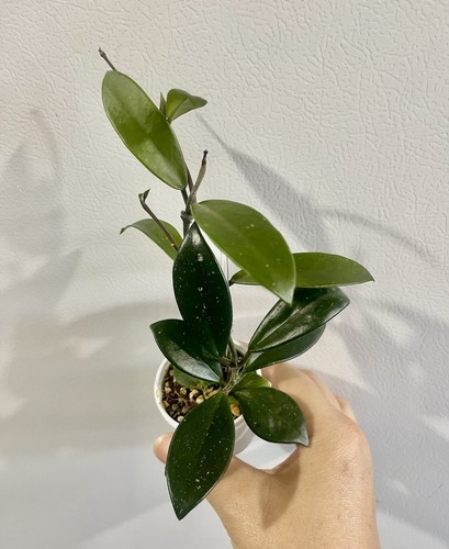Hoya SMS ‘’Just Jake’ X Unknown | eBay