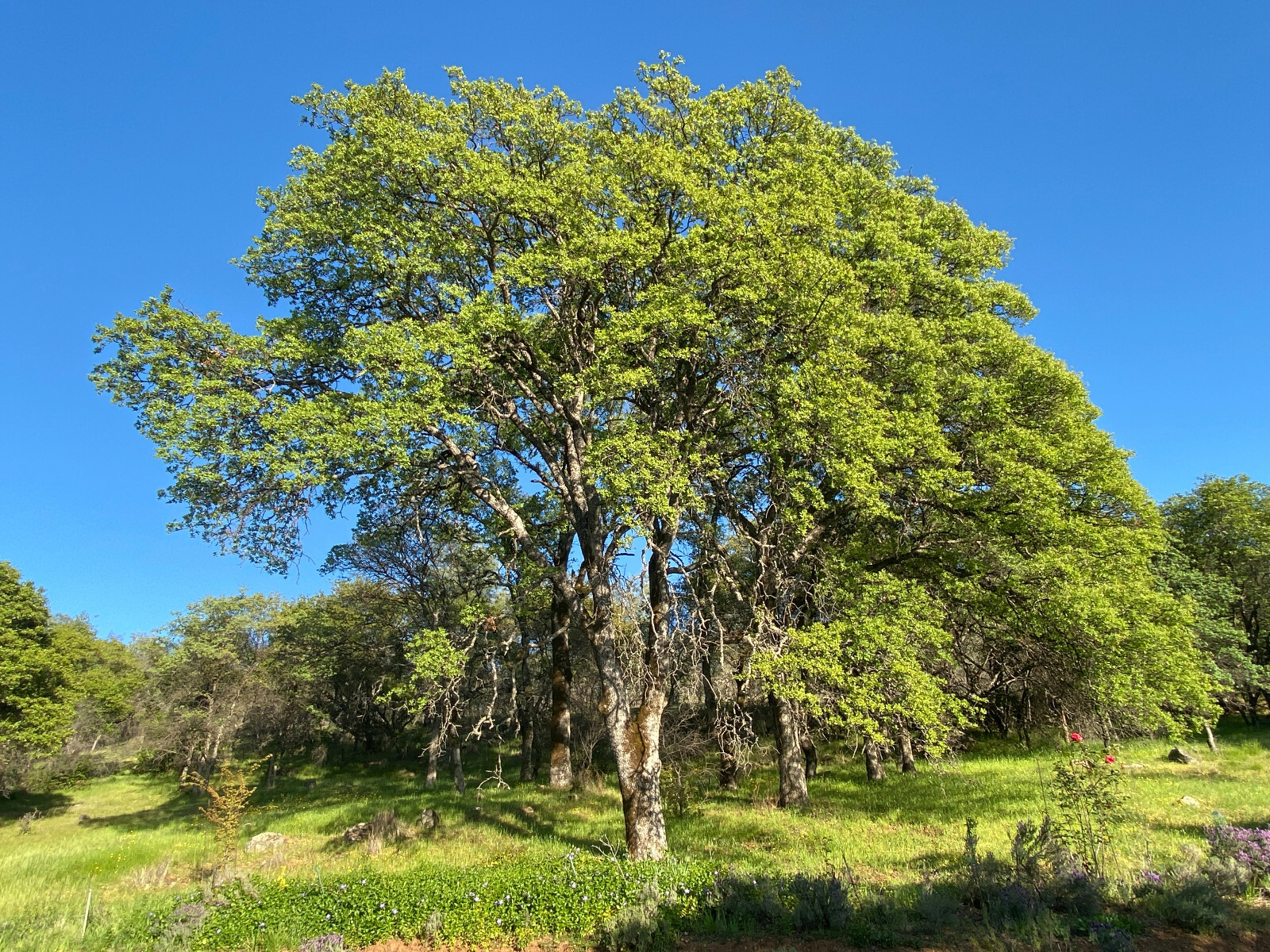 Lot of (12) 2022 Blue Oak Acorns from Sierra Foothills CA (Quercus ...