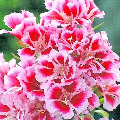 Godetia Azaleaflora "Rembrandt" x 100+ seeds | eBay Australia