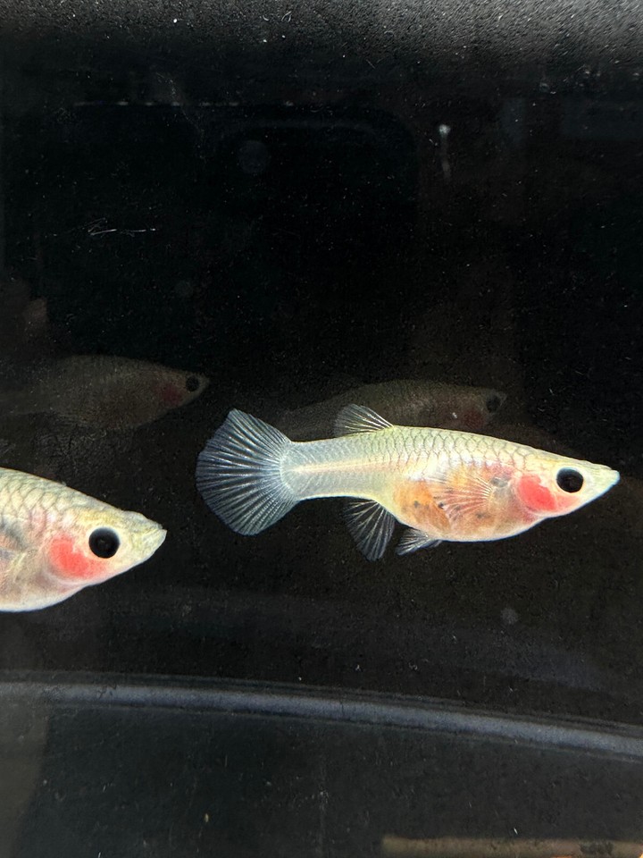 1 TRIO LIVE GUPPY FISH GLASS BELLY PINKU USA SELLER - 1 MALE 2 FEMALE ...