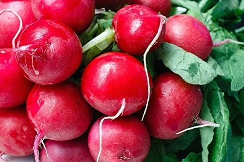 German Giant Radish 1,000 Seeds Garden Vegetable Fresh Harvest Seeds | eBay