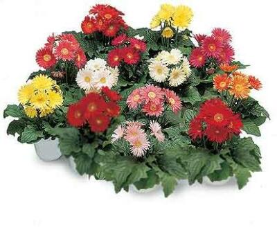 Gerbera Festival Mix 100 seeds | eBay
