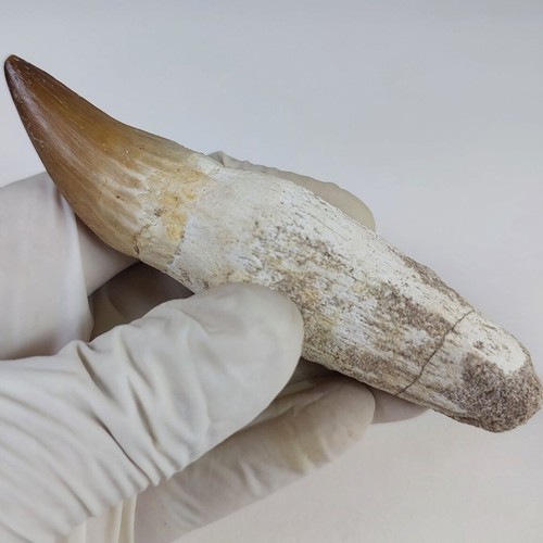 Halisaurus arambourgi Mosasaurus Tooth Morocco Cretaceous Age Dinosaur ...