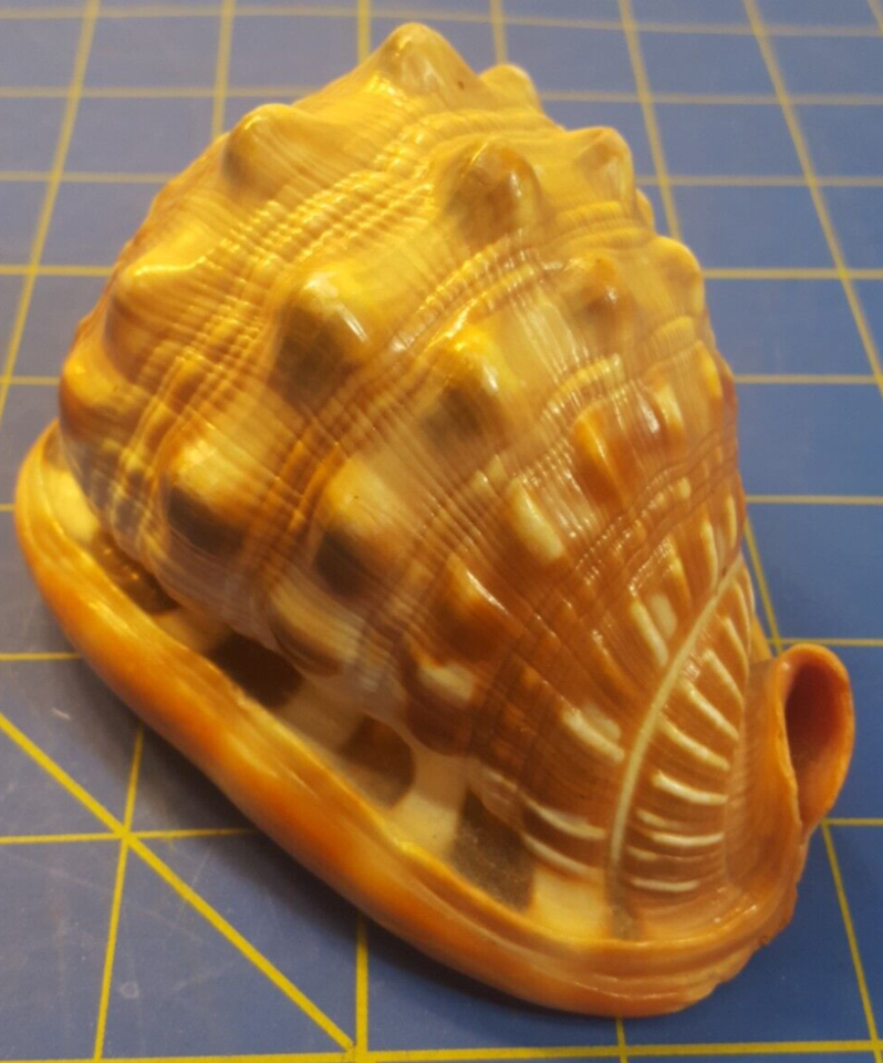 HORNED HELMET BULL MOUTH CONCH TIGER STRIPED SHELL SEASHELL | eBay