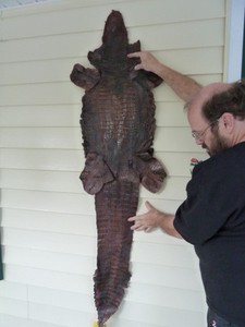 (#G-463) 69" Real Gator Belly ALLIGATOR leather hide skin Trophy Mount ...