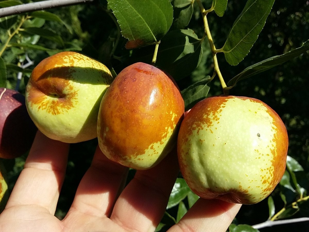 ZIZIPHUS JUJUBA DONGZAO, Chinese Date 'Dong', edible fruits, 5cm tall ...