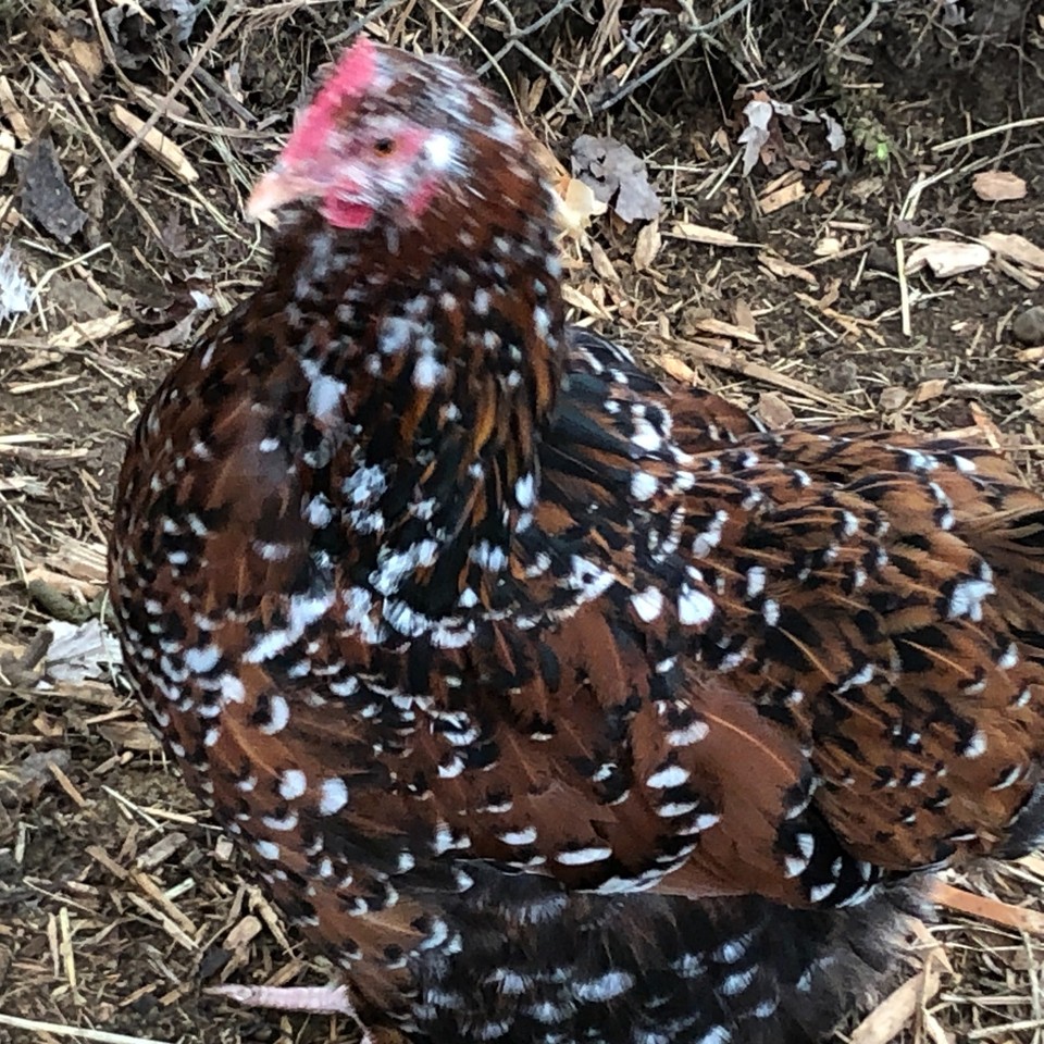 18 Fertile Chicken Hatching Eggs Barnyard Mix/Crested/Easter/Rare Breed ...