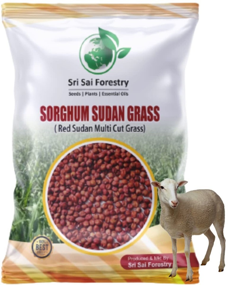 Sorgum Sudan Grass Seebs | Red Sudan Grass Seebs For Animal Fodder 100 ...
