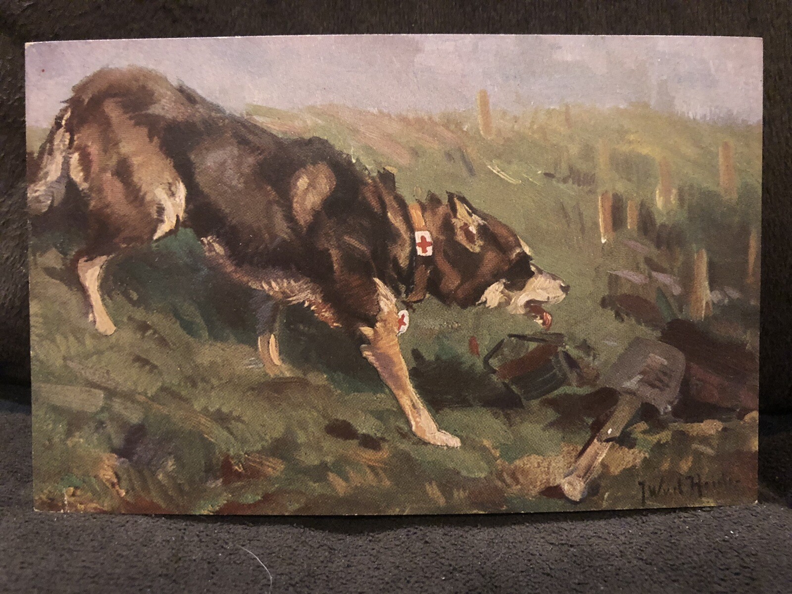 Red Cross German Shepherd Dog in Trench World War 1 WW1 Antique Vintage ...