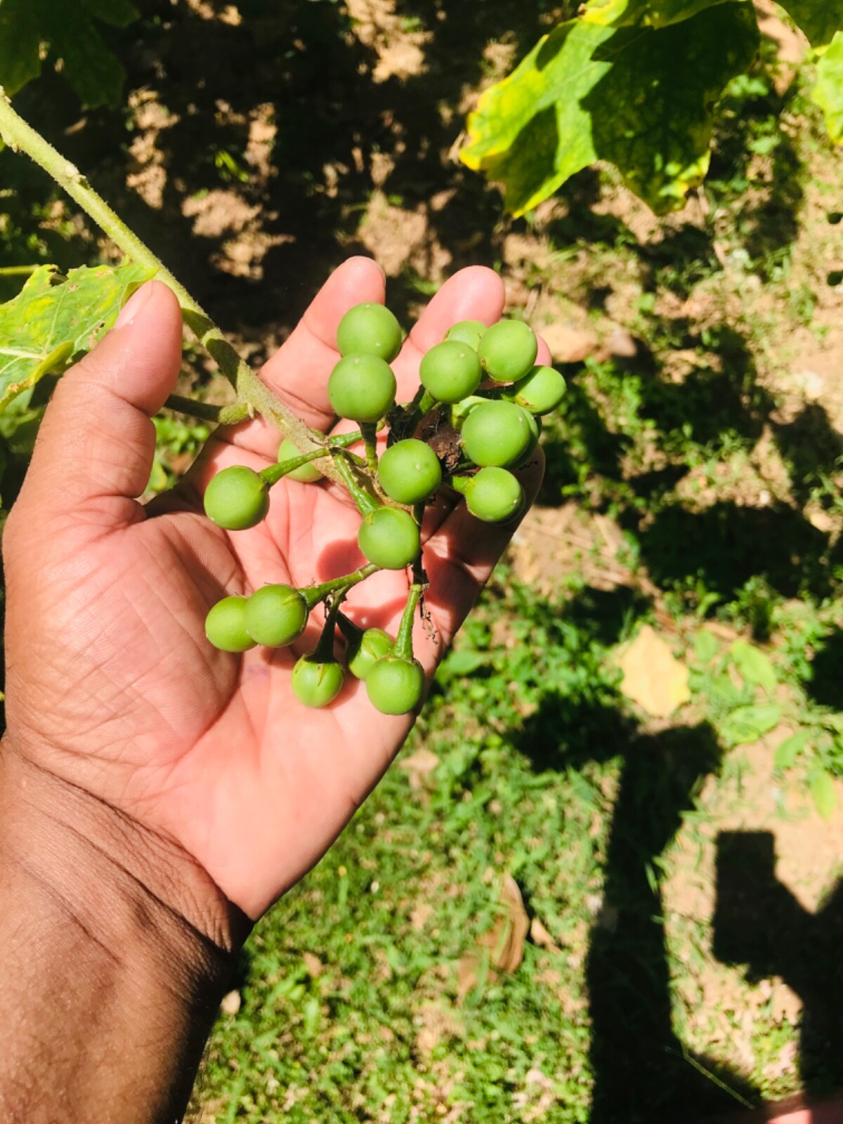 Plate Brush Turkey Berry Thibbatu, Karimulli, Dried (200g) Ceylon Free ...