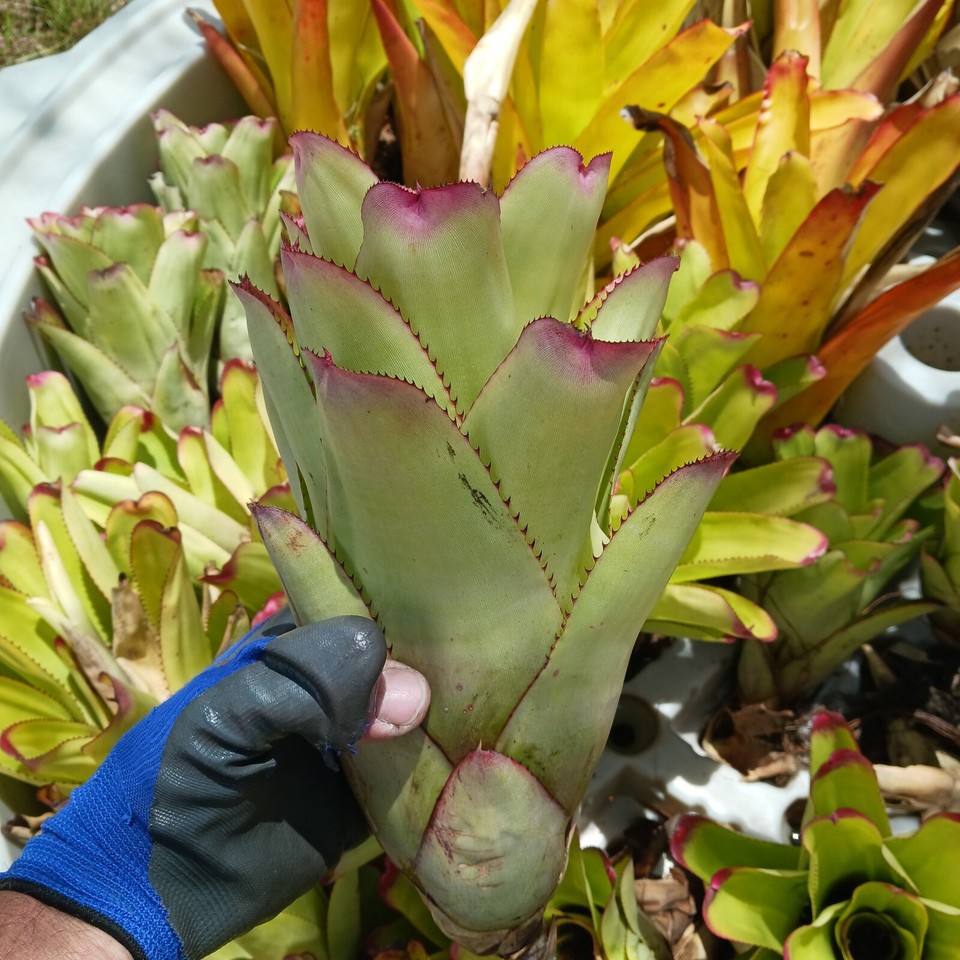 Bromeliad Plant Neoregelia Pink Tip 1 Piece | eBay