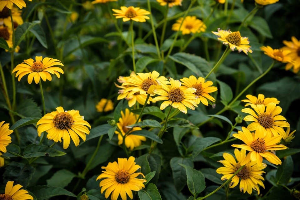 50 SUMMER SUN SUNDROPS Yellow Heliopsis Scabra False Sunflower Flower ...