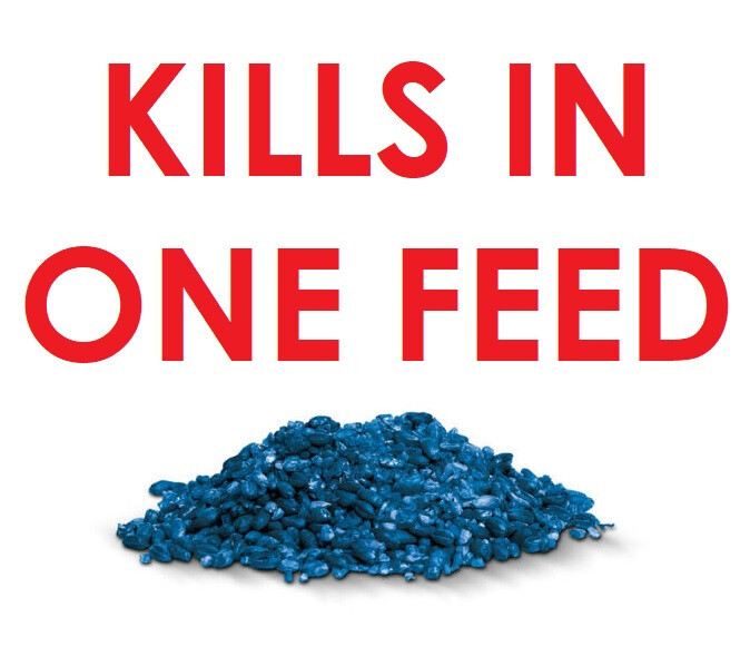 Grain Rat and Mouse Killer Poison 3 x 50g Pouches | Effective Rodent ...