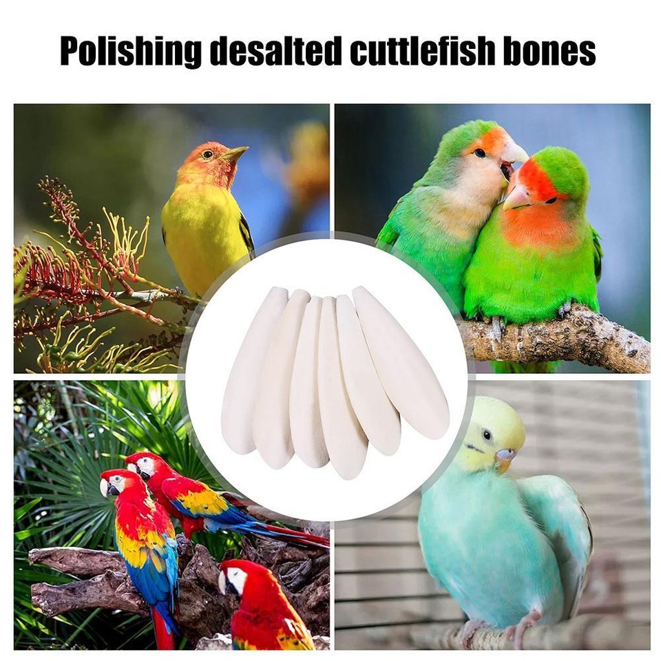 Cuttlefish Bone Cuttlebone Parrot Chew Toys for Parakeets Cockatiel ...