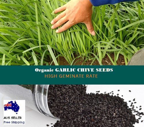 250+Chinese Garlic Chives Seeds Herb Seeds Real Organic GARLIC CHIVE 韭菜 ...