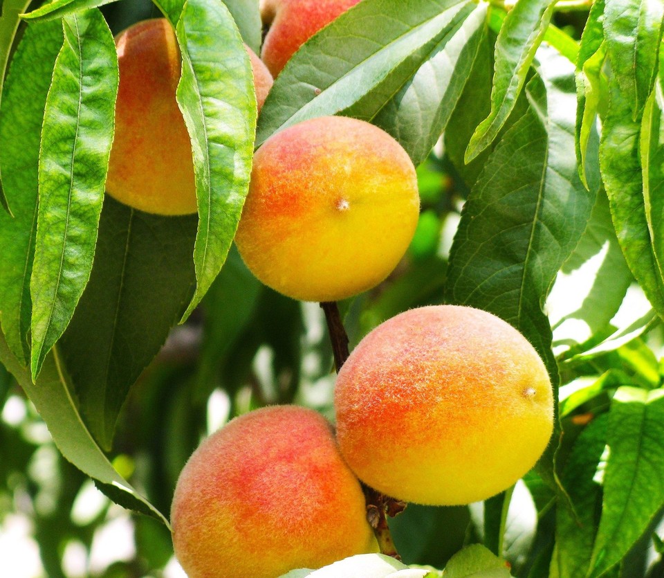Nemaguard Peach Tree Seeds - For 2026 Planting Prunus Persica Peaches ...