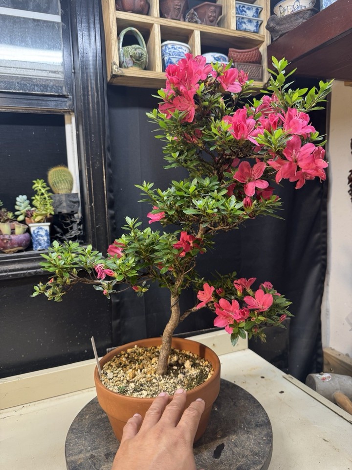 Satsuki Azalea, Flowers Bonsai. Sōshun no Tsuki | eBay