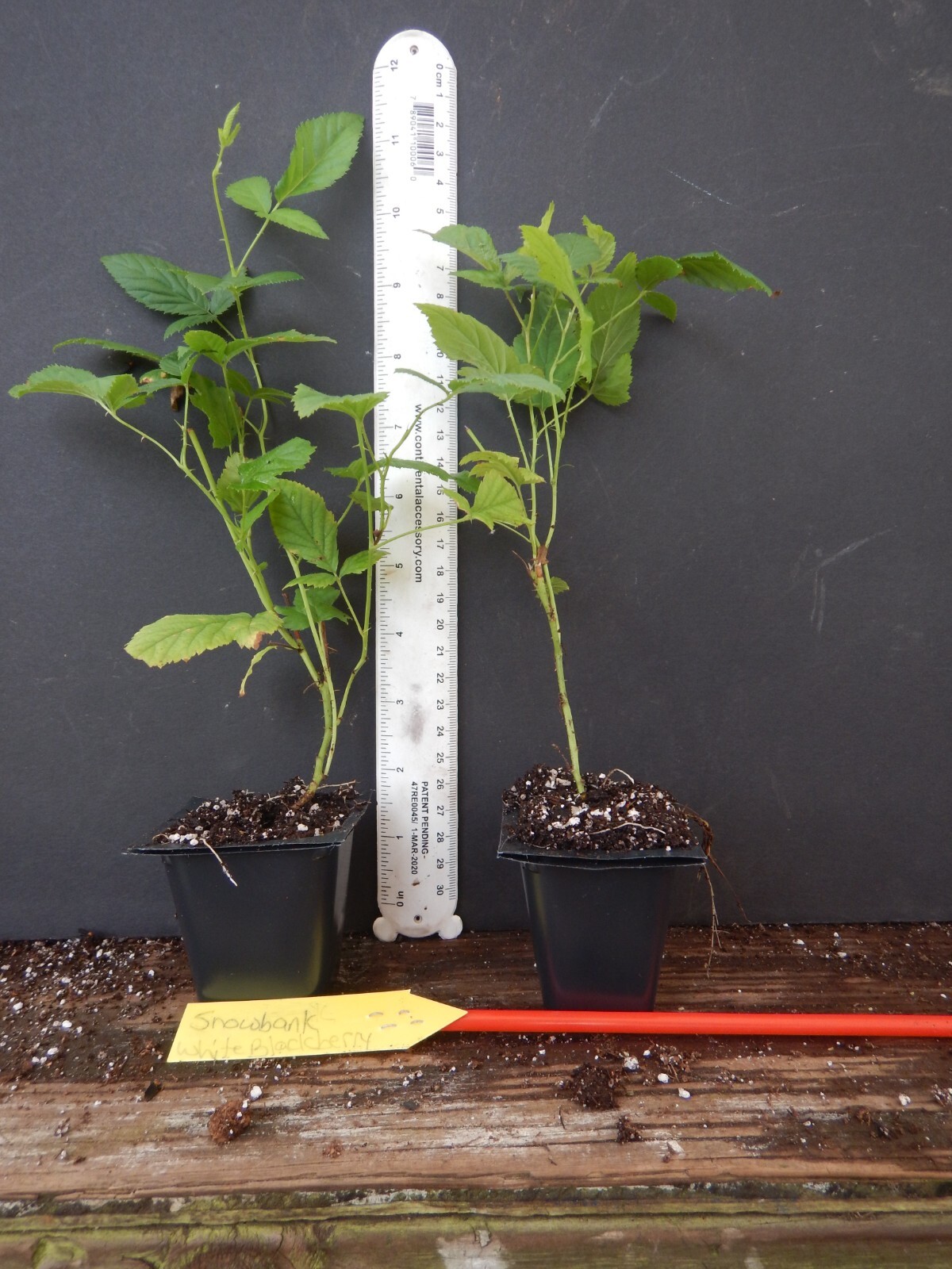 SNOWBANK WHITE RUBUS BLACKBERRY~Well Rooted STARTER Plant~~BURSTING ...