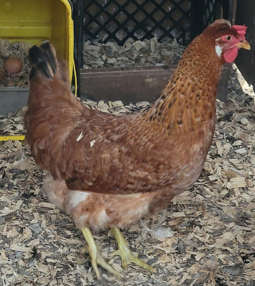 7 Assorted Easter Egger hatching eggs. Blue and olive eggs NPIP & AI Clean | eBay