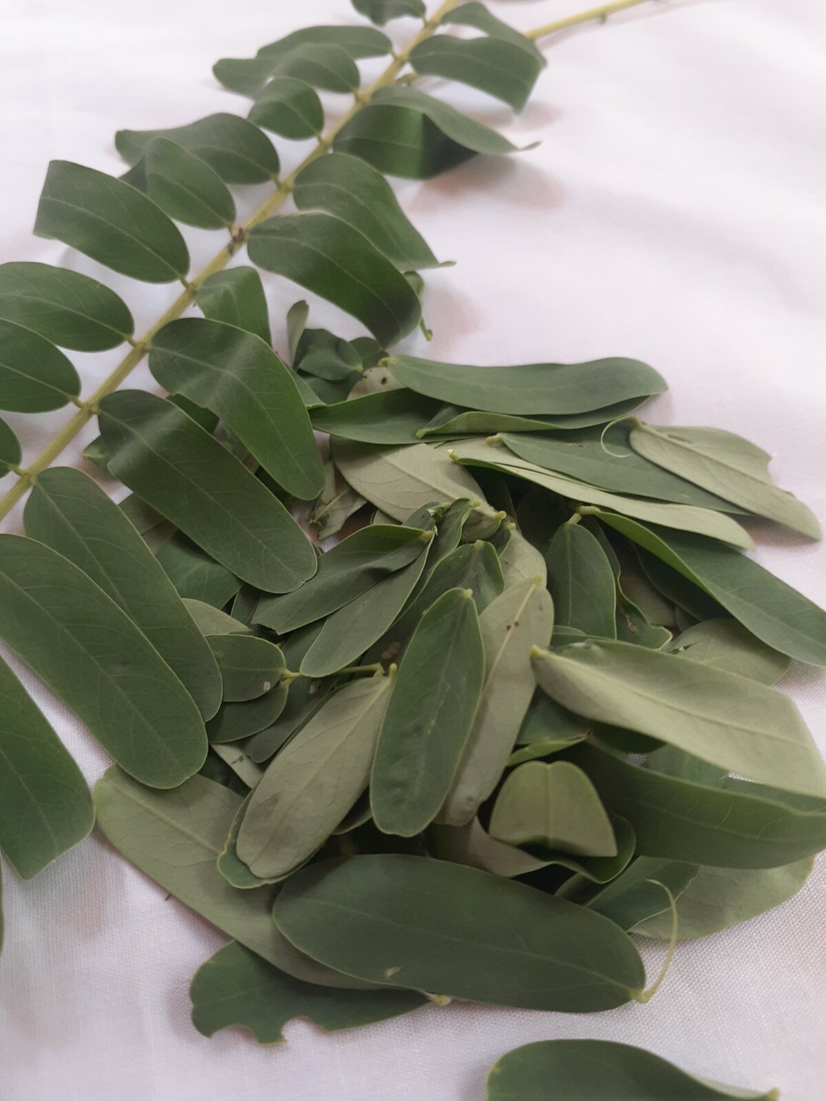 Dried Kathurumurunga Leaves Sesbania Grandiflora Hummingbird Leaves for ...