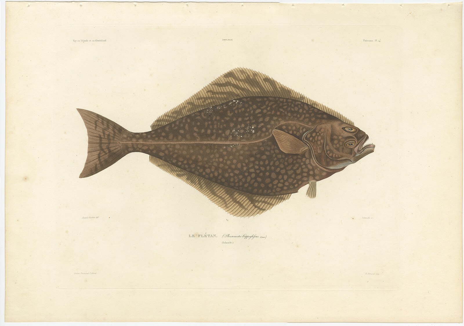 Antique Fish Print of the Atlantic Halibut | eBay