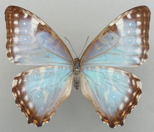 MORPHO PORTIS THAMYRIS FEMALE FROM SANTA CATARINA, BRAZIL | eBay
