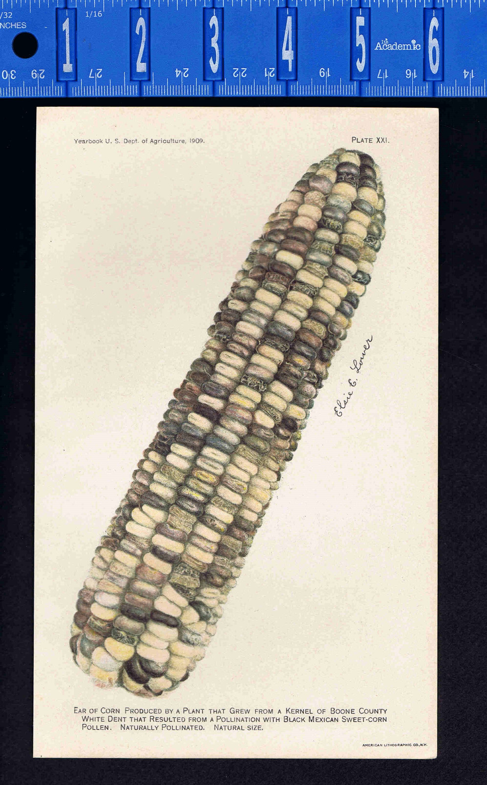 Corn Cross-pollination Boone County - 1909 Dept of Agriculture ...