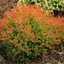 Thuja occidentalis 'Fire Chief' NEW INTRODUCTION. Evergreen Dwarf Shrub ...