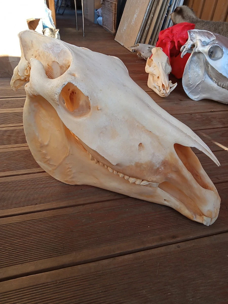 Horse Skull Anatomy