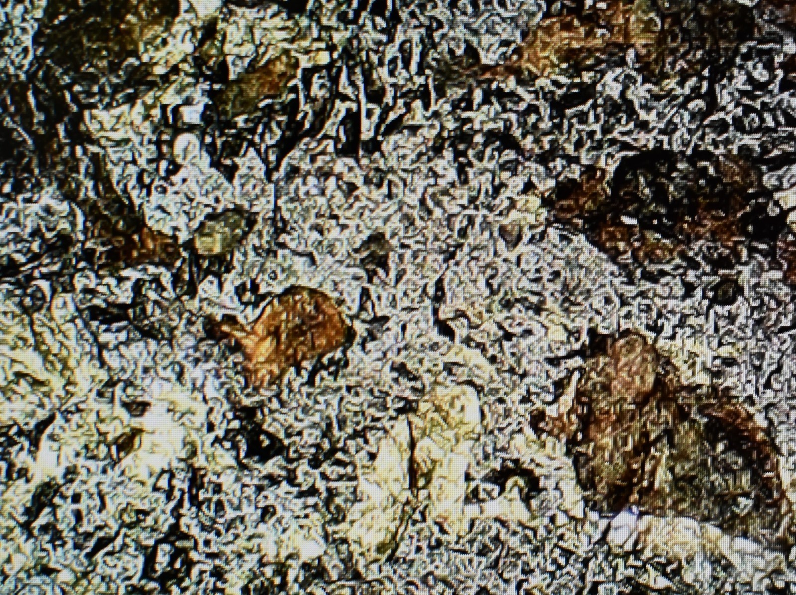 Gold Silver Sulfide Ore Quartz 1800s Ore Knob Copper Mine North ...