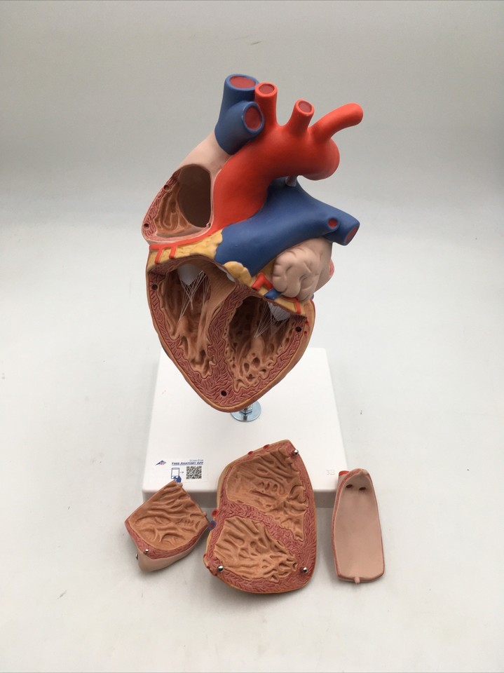 3B Smart G12 Human Heart Model, 2-times Life-Size, 4 part Anatomical ...