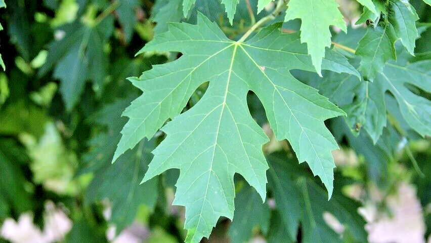 15 CUT LEAF SILVER MAPLE SEEEDS - Acer saccharinum Laciniatum | eBay UK