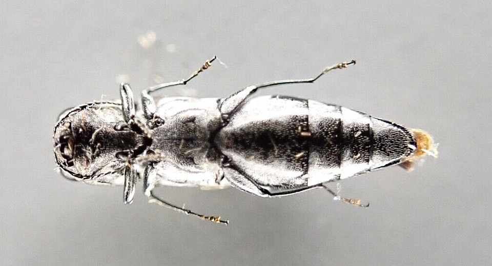 j93264. Insects, butterflies: Buprestidae sp. South Vietnam. Lam Dong ...