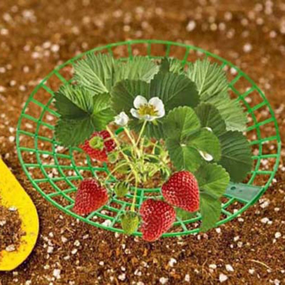 Strawberry Holders Stands Durable Supports for Rapid Ripening Sturdy ...