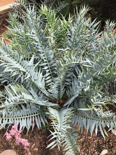 Encephalartos Horridus EASTERN CAPE CYCAD Thorny Twisted Ice Blue ...