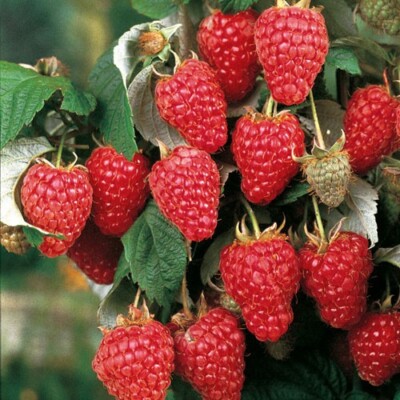 Red raspberry plants | eBay