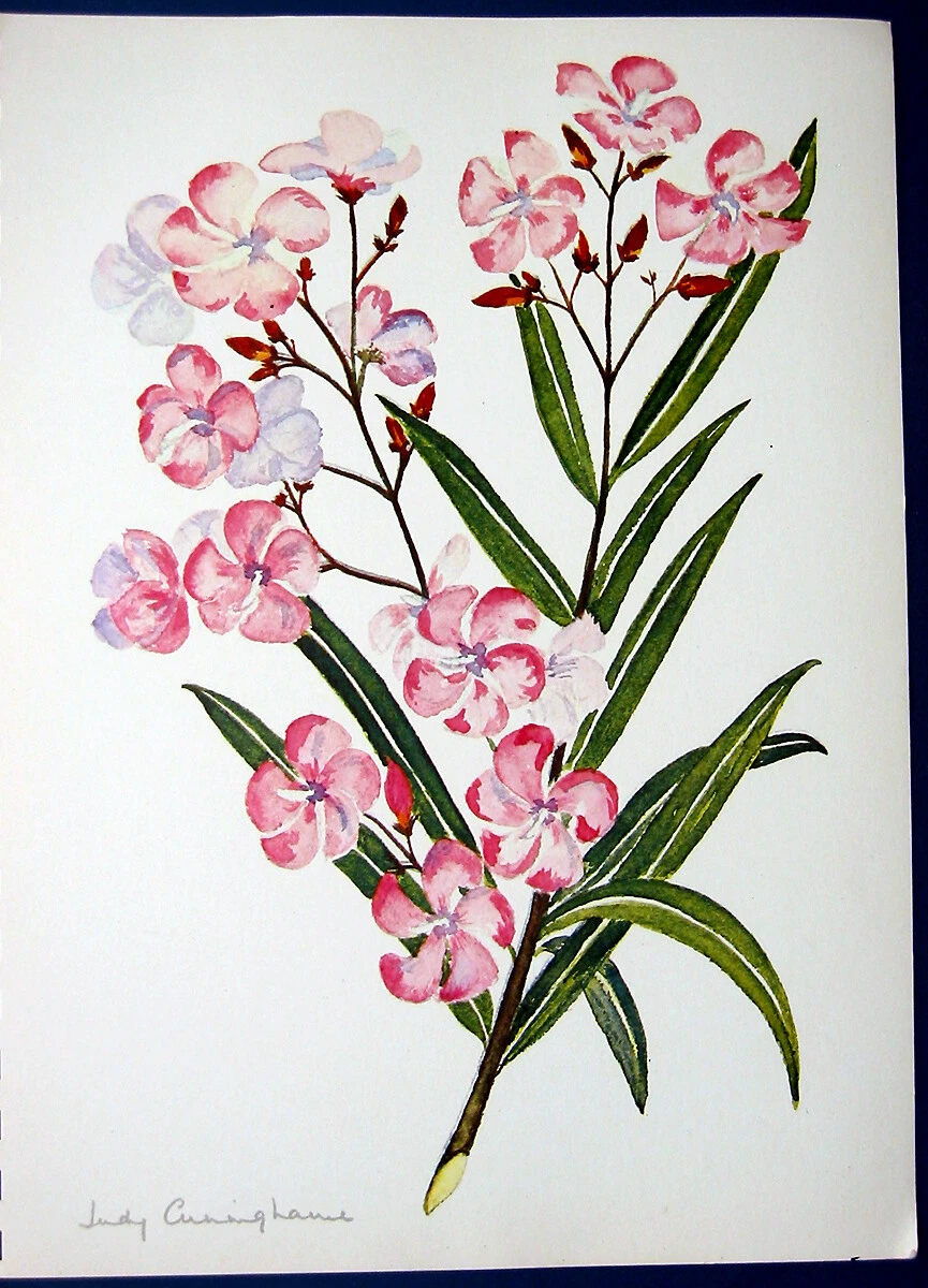 Oleander Drawing