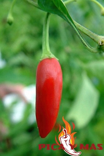 30 CHILE PINGUITA DE MONO PERU CHILLI SEEDS SEMILLAS CEVICHE PIPI DE ...
